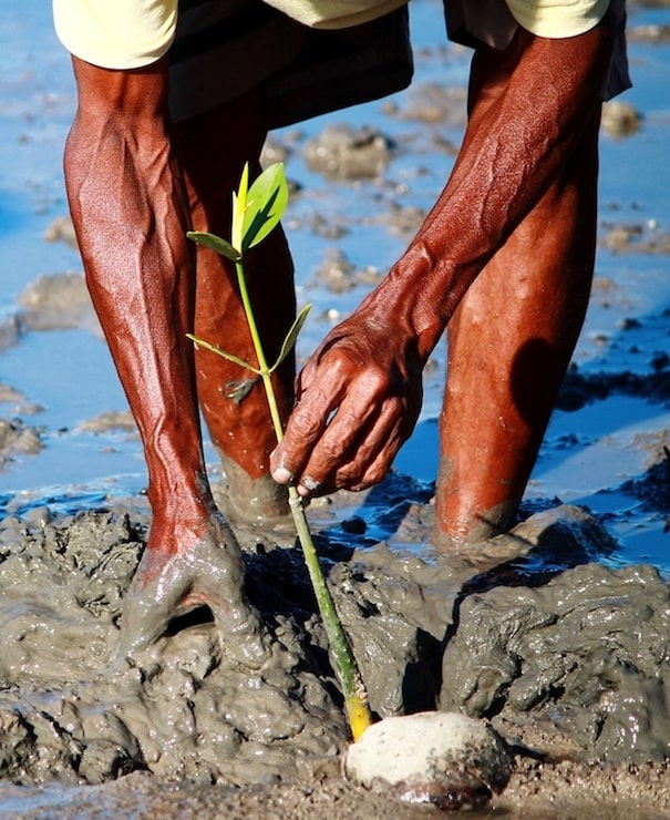 Plant trees, offset your carbon, fix the planet